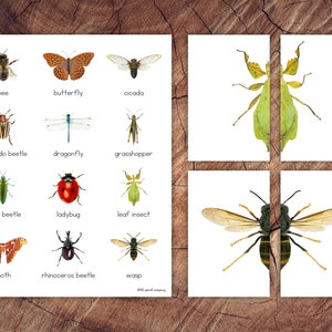 Rompecabezas de simetría de insectos, tarjetas a juego, actividad ...