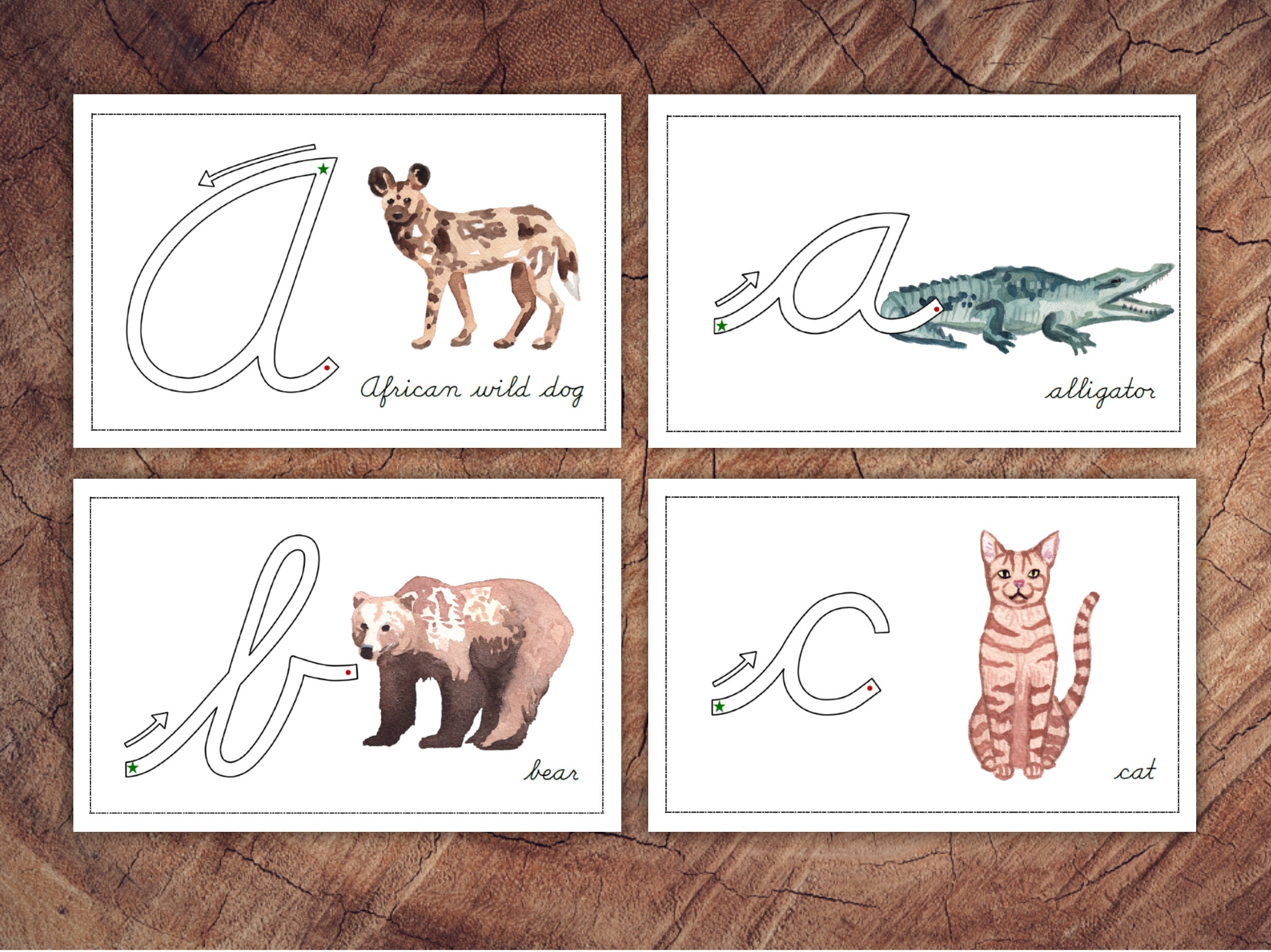 Animals of the World Cursive Primer Cards Preschool Letter | Etsy