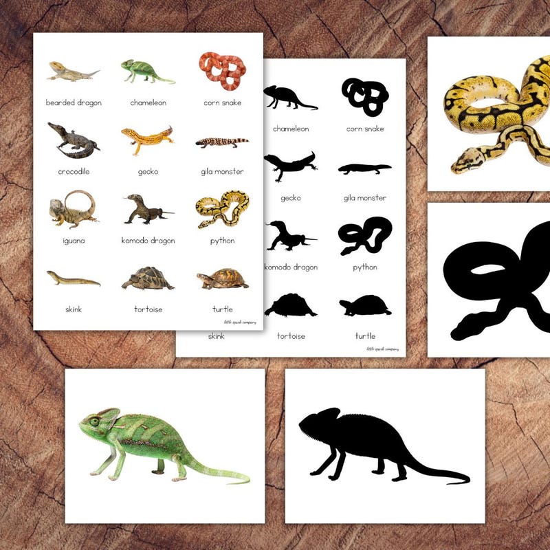 Reptile Puzzles - Etsy UK