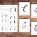 Playful Penguins Bundle Homeschool Printable - Etsy