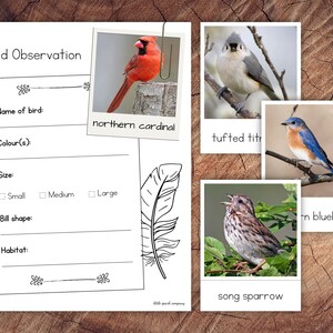 North American Backyard Birds Pack With Extension - Etsy
