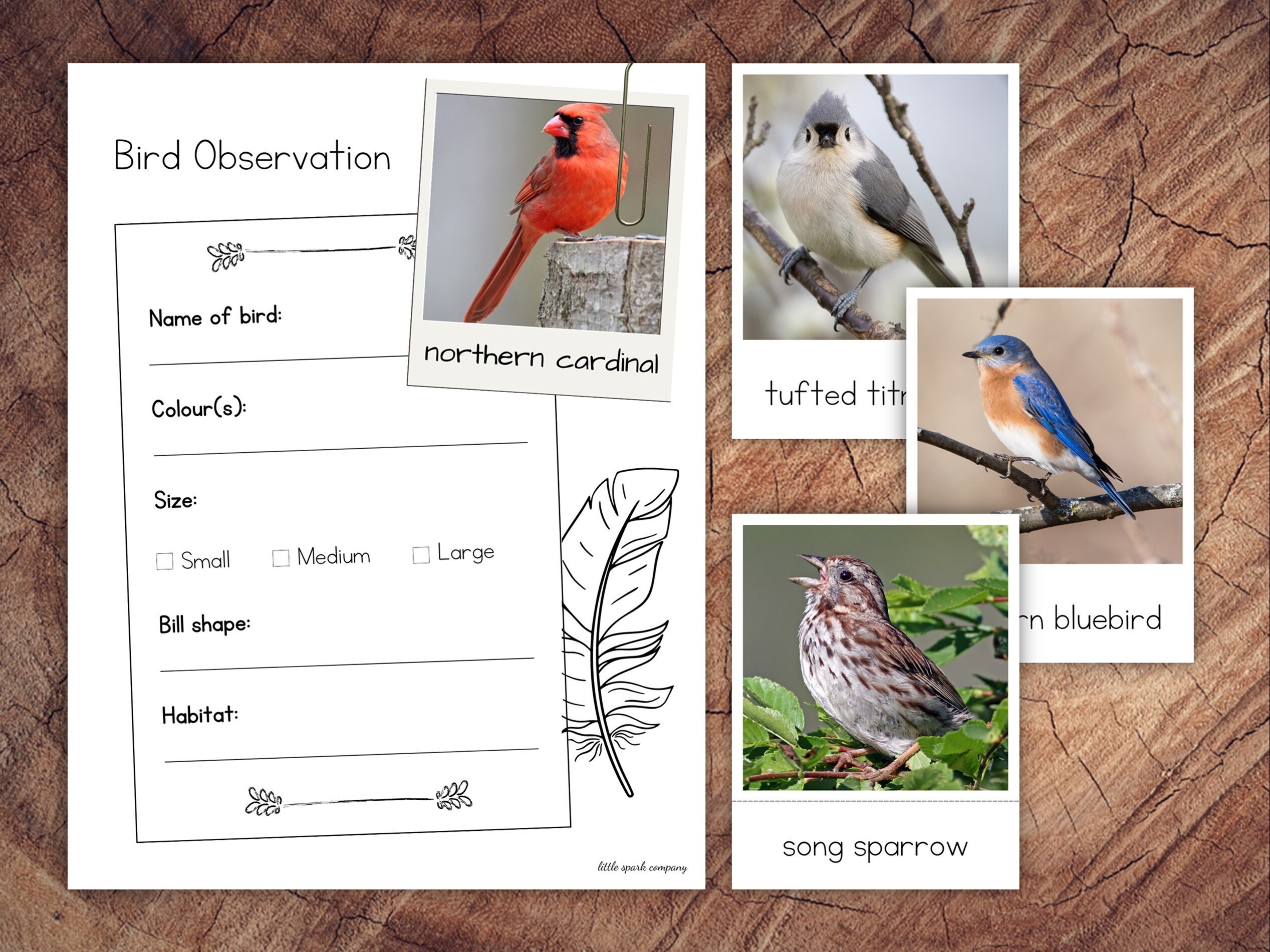 North American Backyard Birds Pack With Extension - Etsy