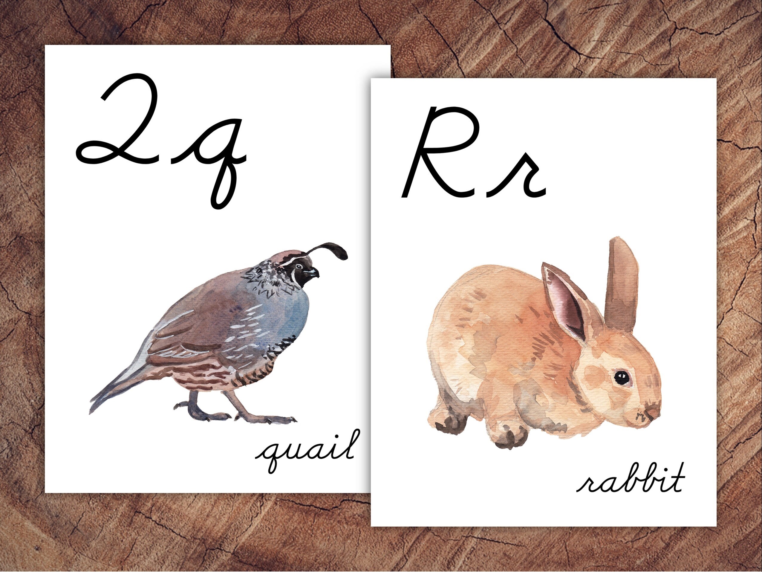 Animals of the World Alphabet Posters, CURSIVE, Large Format for ...