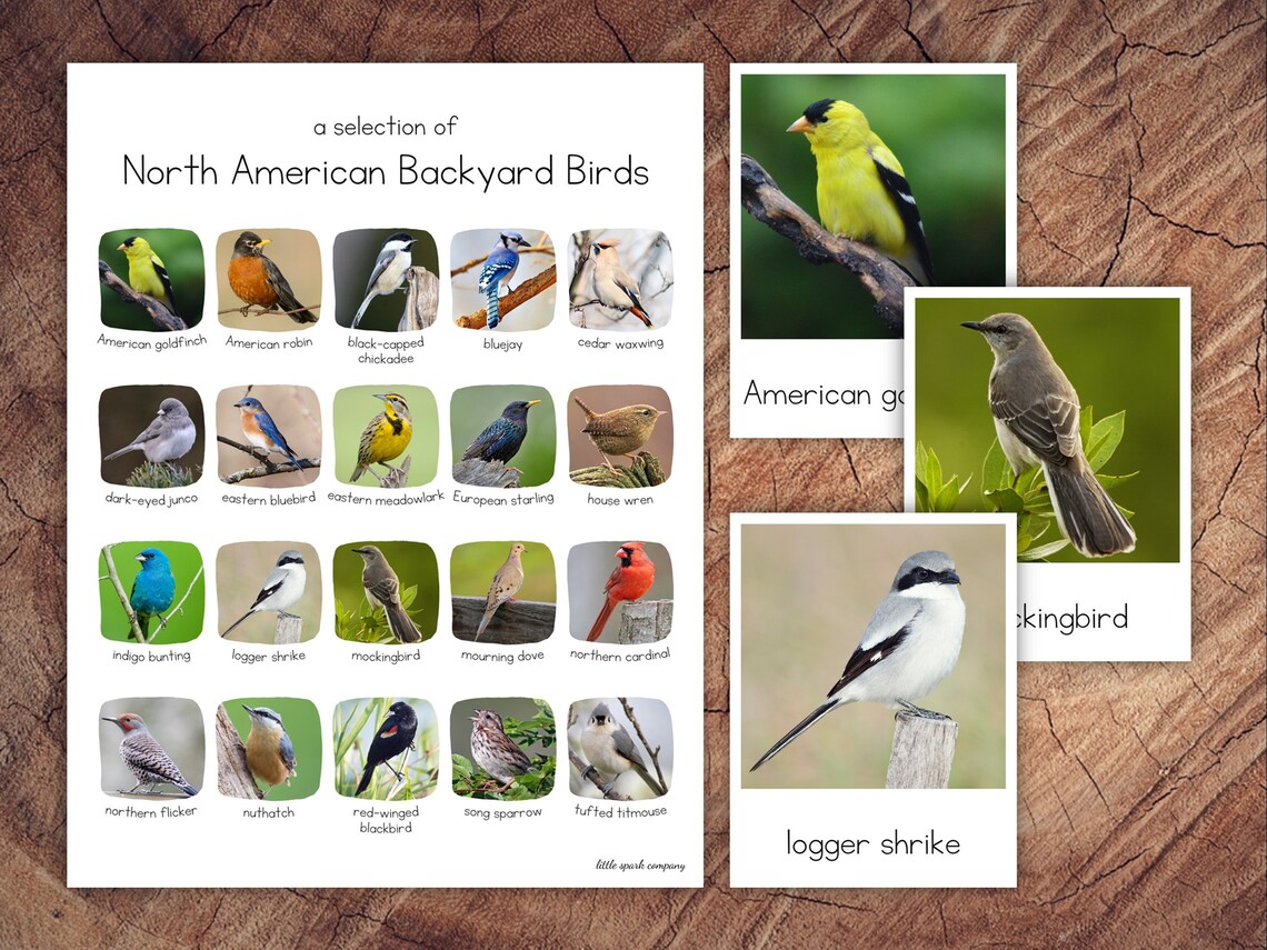 North American Backyard Birds Pack With Extension - Etsy