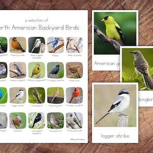 North American Backyard Birds Pack With Extension - Etsy