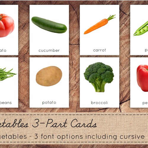 Human Anatomy & Organs Montessori 3 Part Cards and Labeling - Etsy