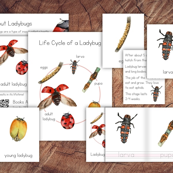 Life Cycle of a Ladybug - Etsy