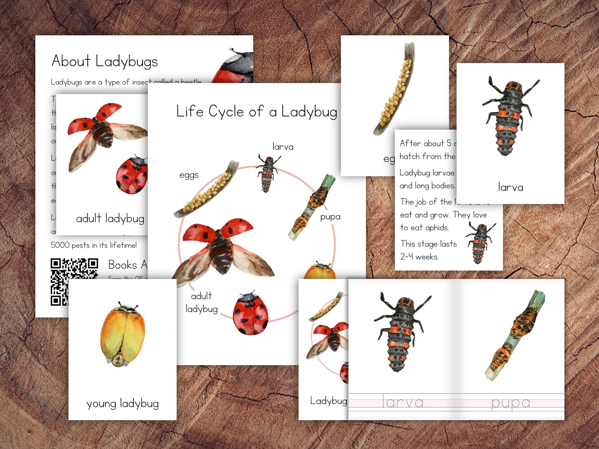 Life Cycle of a Ladybug Pack | Etsy