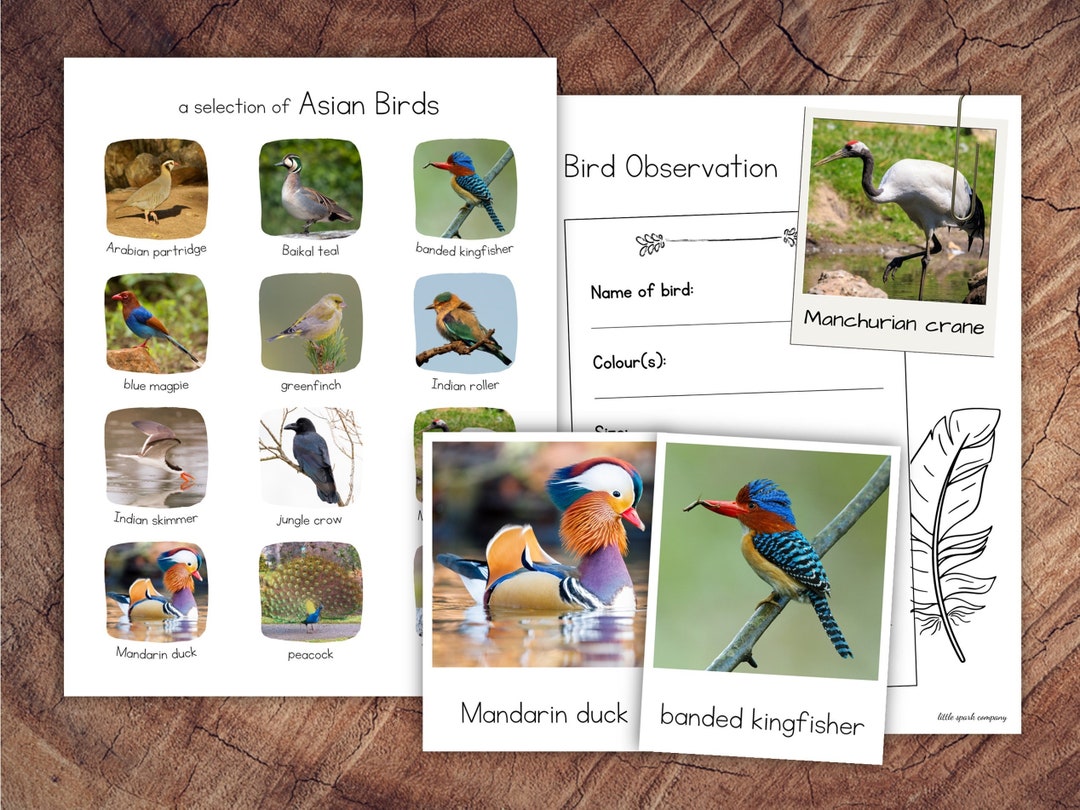 Asian Birds Pack With Extension - Etsy