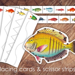 Rainbow Fish Preschool Basics Bundle, Homeschool Printable - Etsy