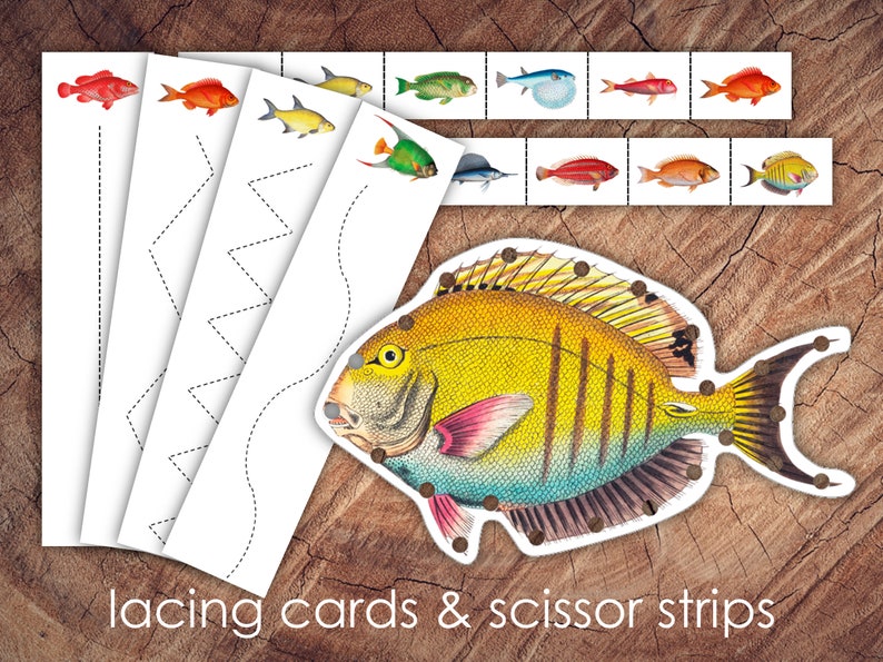 Rainbow Fish Preschool Basics Bundle Homeschool Printable - Etsy