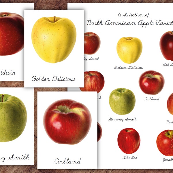 Apple Varieties - Etsy