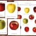 Crisp Apples Scissor Strips Set, Preschool Scissor Practice - Etsy
