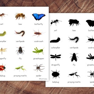 Insects Picture Matching Cards, Silhouette Matching, Toddler Preschool ...