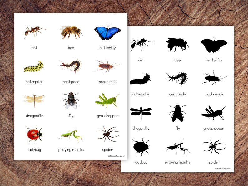 Insects Picture Matching Cards Silhouette Matching Toddler - Etsy