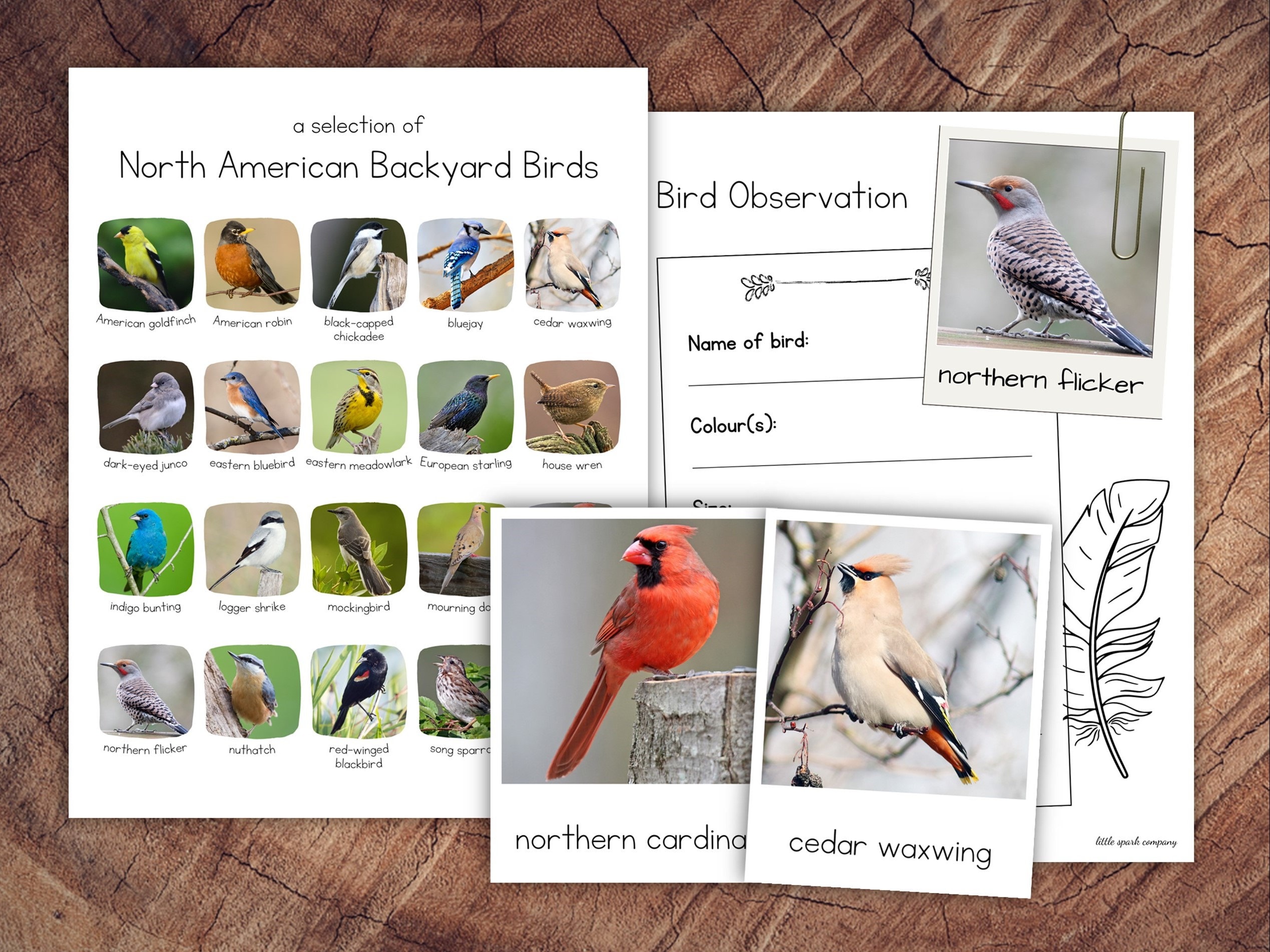 North American Birds Chart