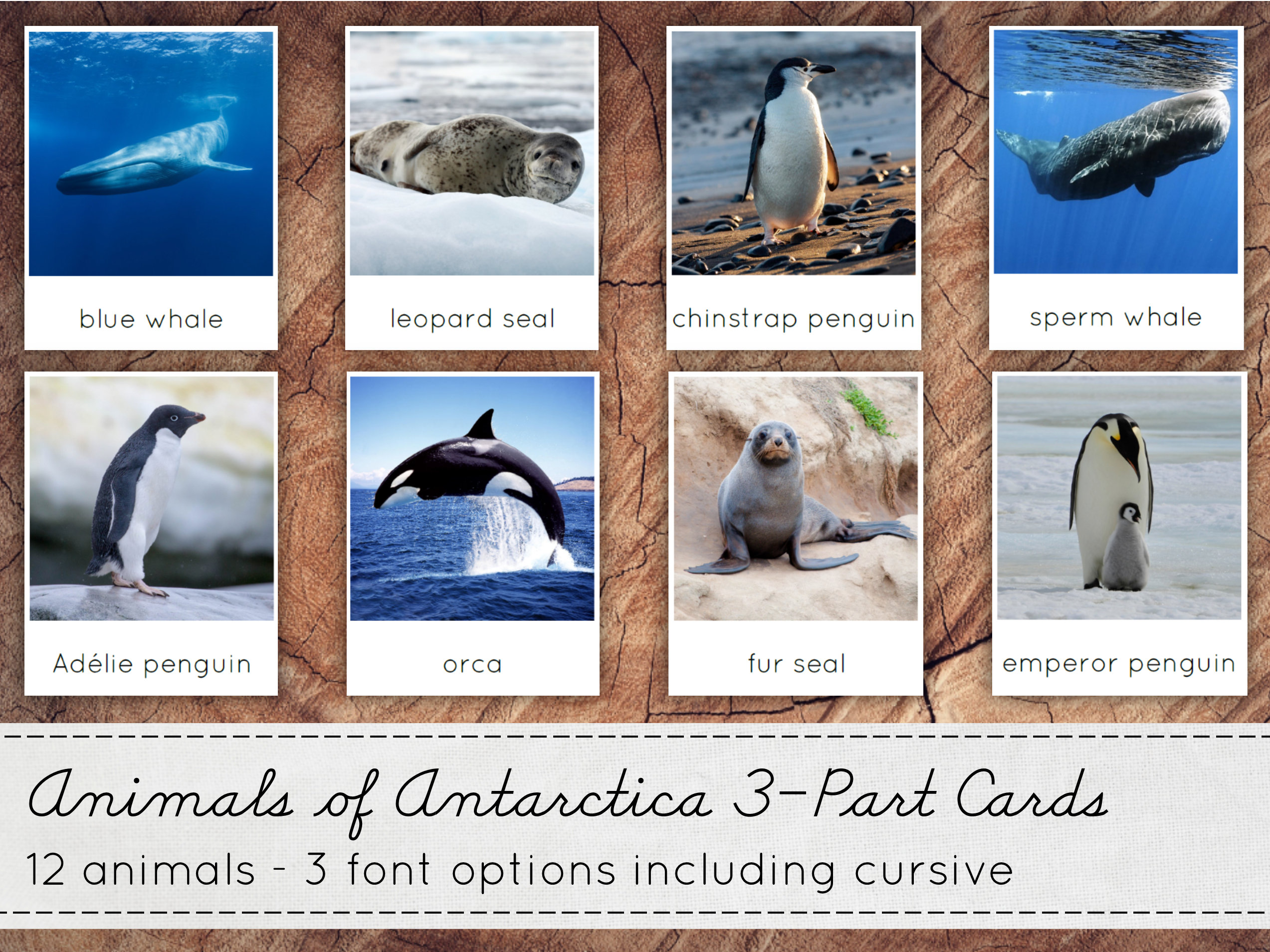 Antarctic Animals 3-part Cards Montessori Nomenclature Cards | Etsy Canada