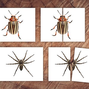 Insect Symmetry Puzzles, Matching Cards, Toddler Preschool Activity - Etsy