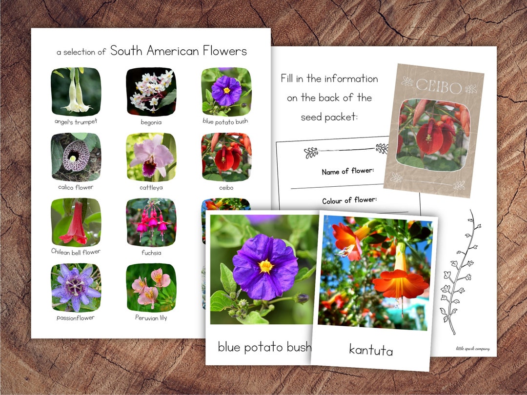 South American Plants List