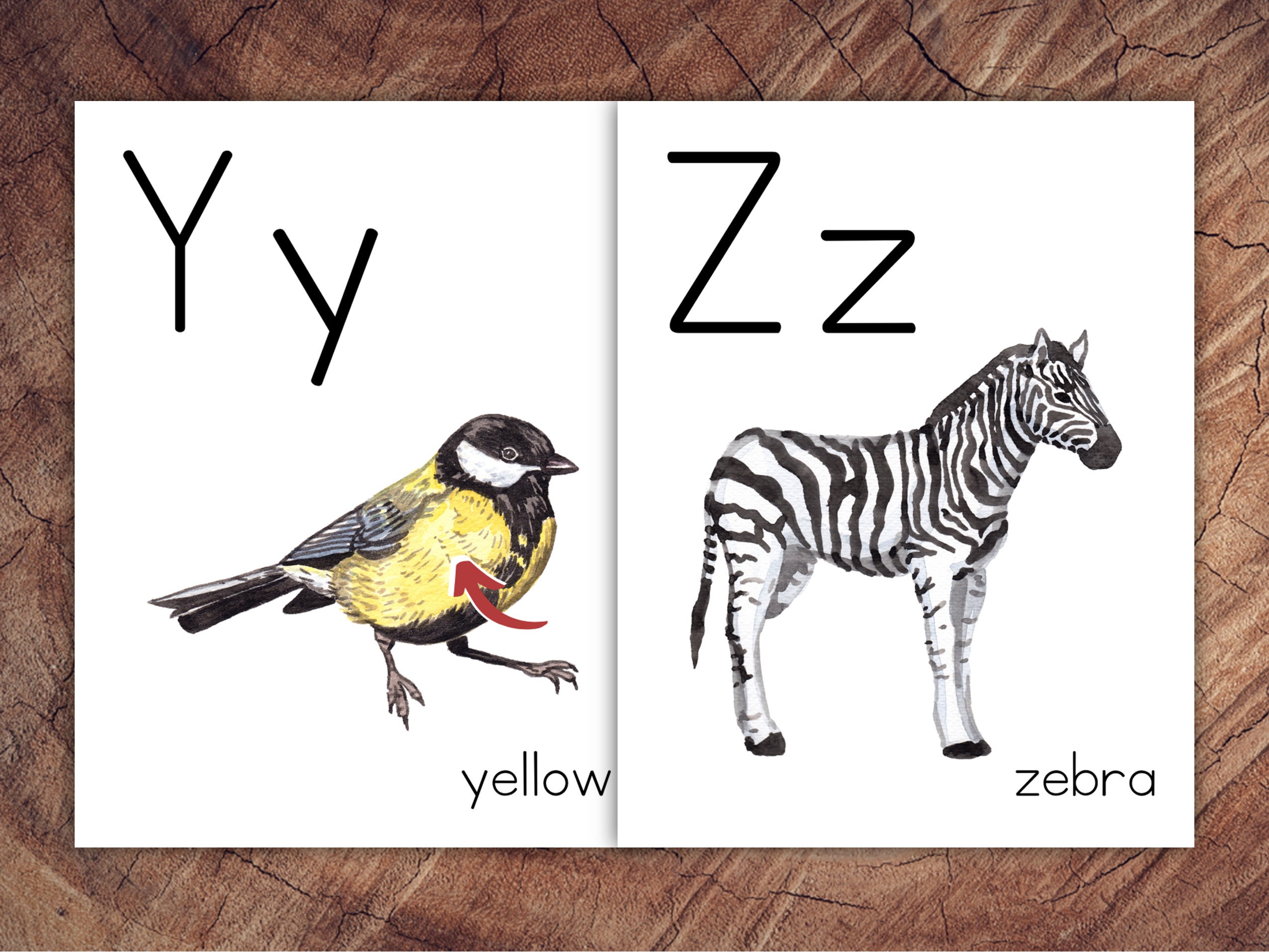 Animals of the World Alphabet Cards, Manuscript Print - Etsy