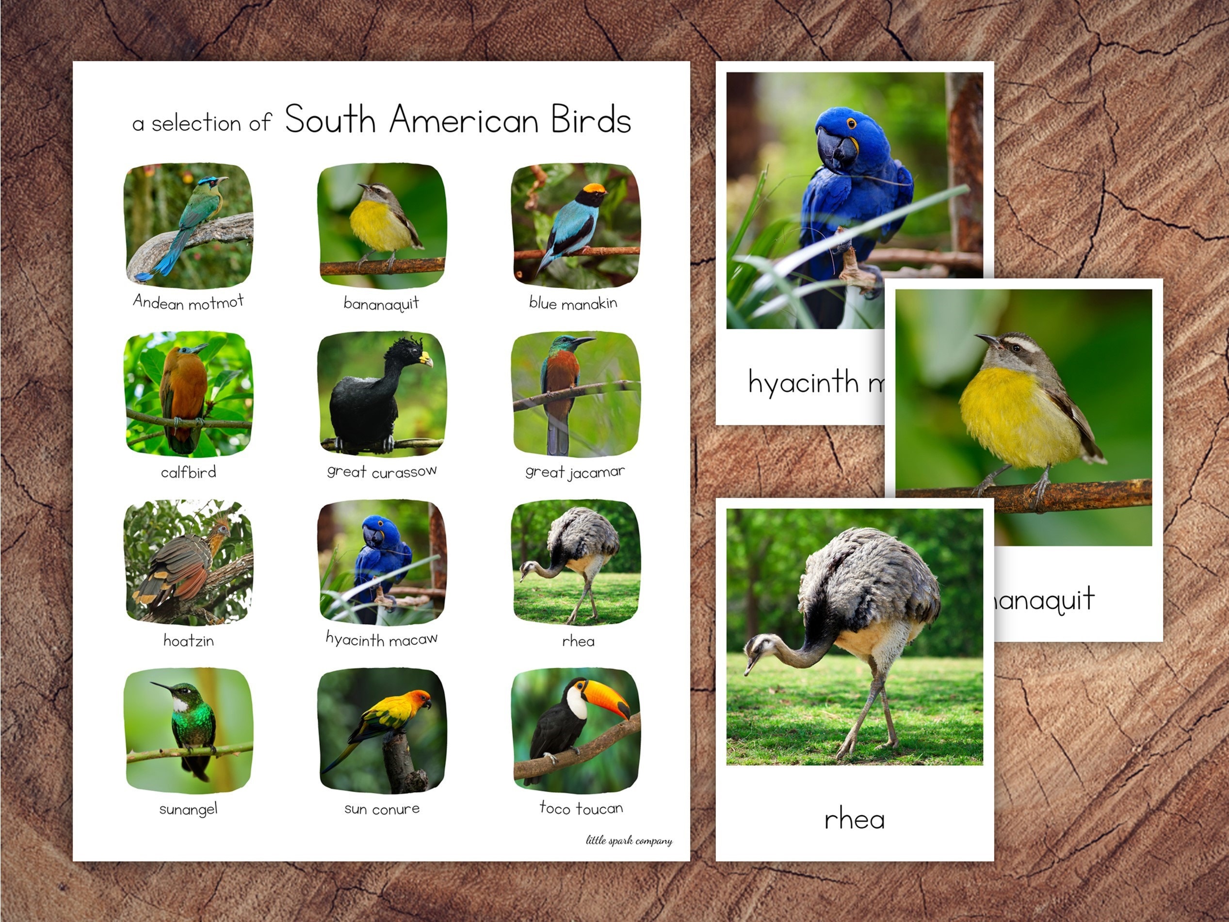 South American Birds Crossword