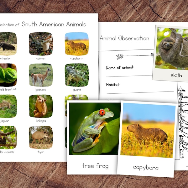 South America Animal - Etsy