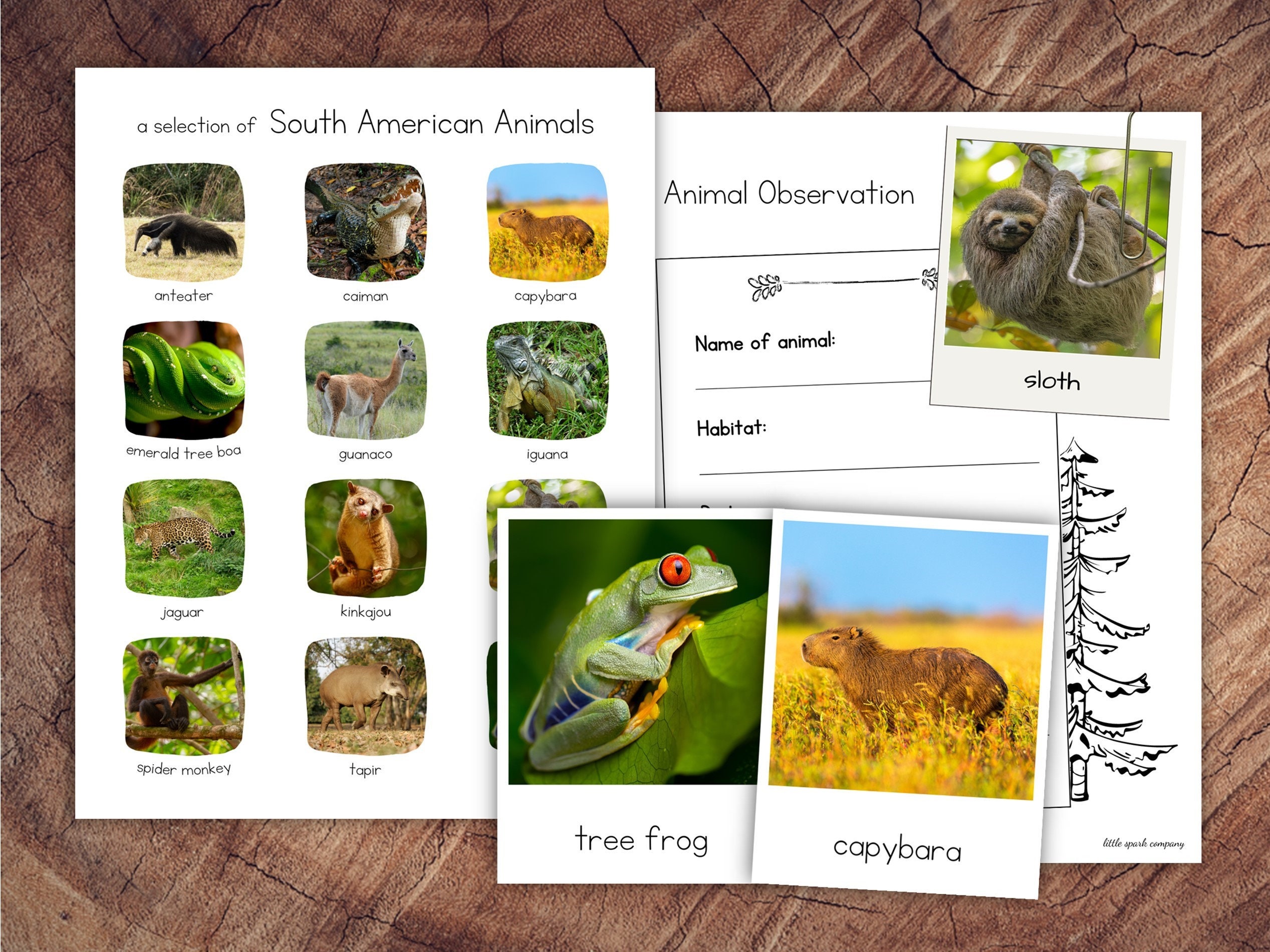 South American Animals