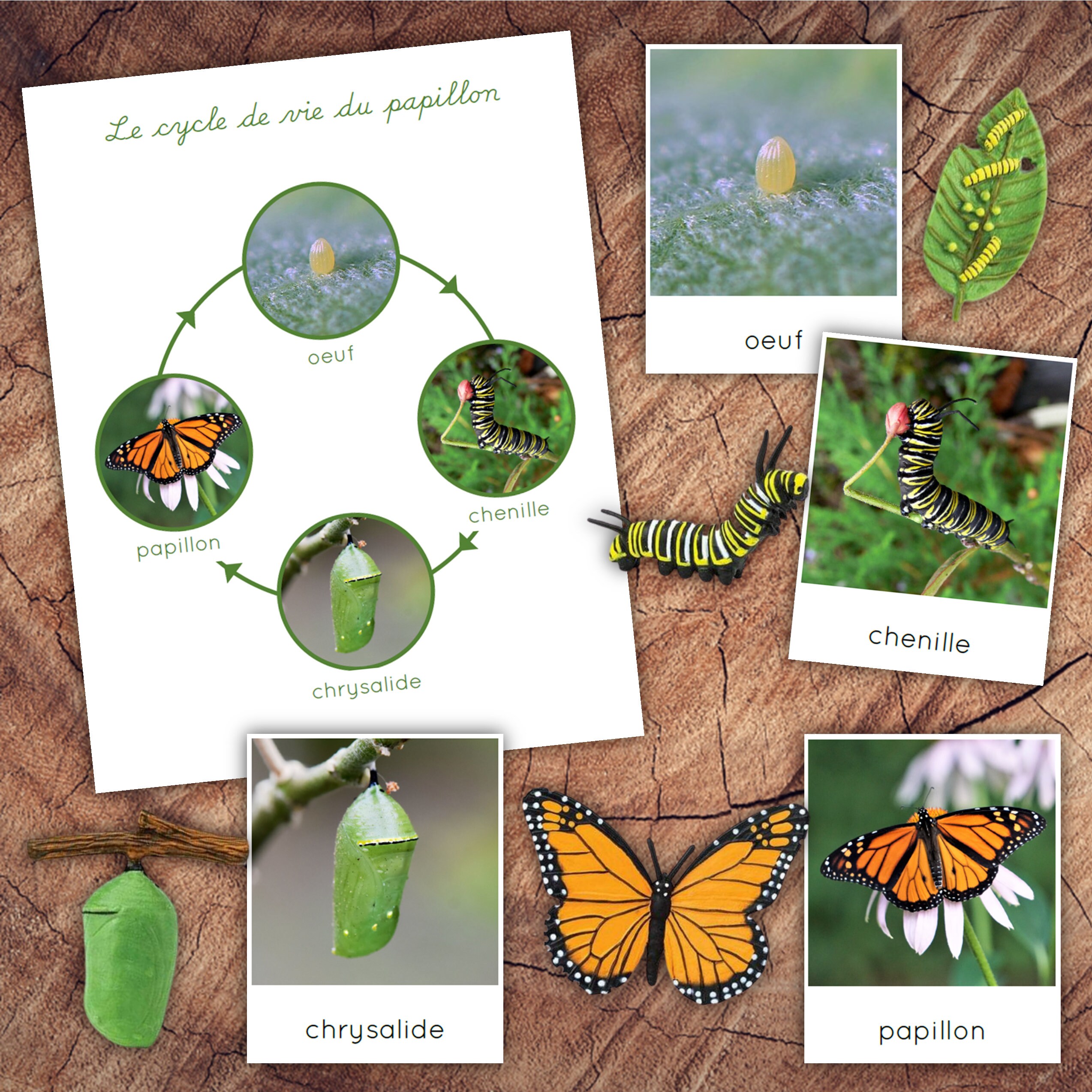 FRENCH Life Cycle of a Monarch Butterfly DIGITAL 3 Part Cards - Etsy New Zealand french-life-cycle-of-a-monarch-butterfly-digital-3-part-cards-etsy-new-zealand