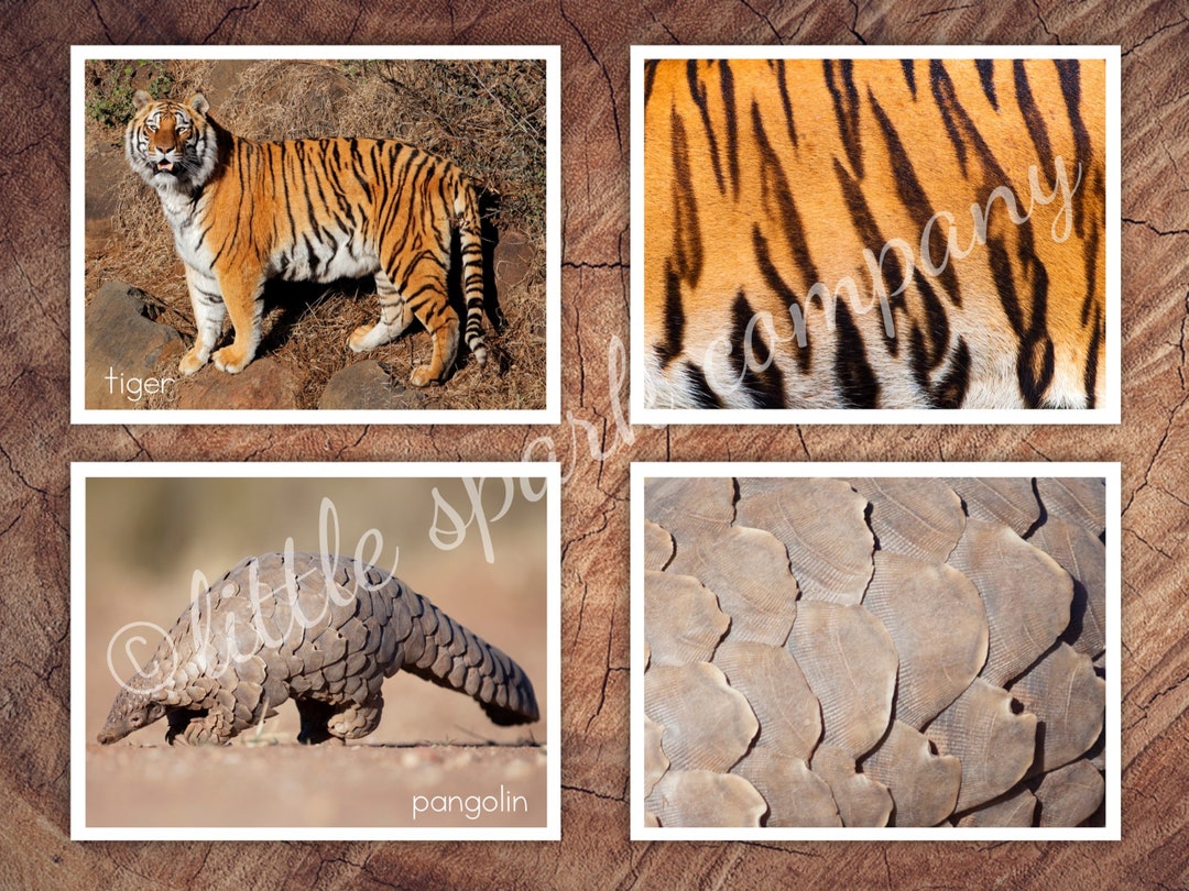 Asian Animals Fur, Skin Pattern Matching, Toddler Preschool Activity - Etsy