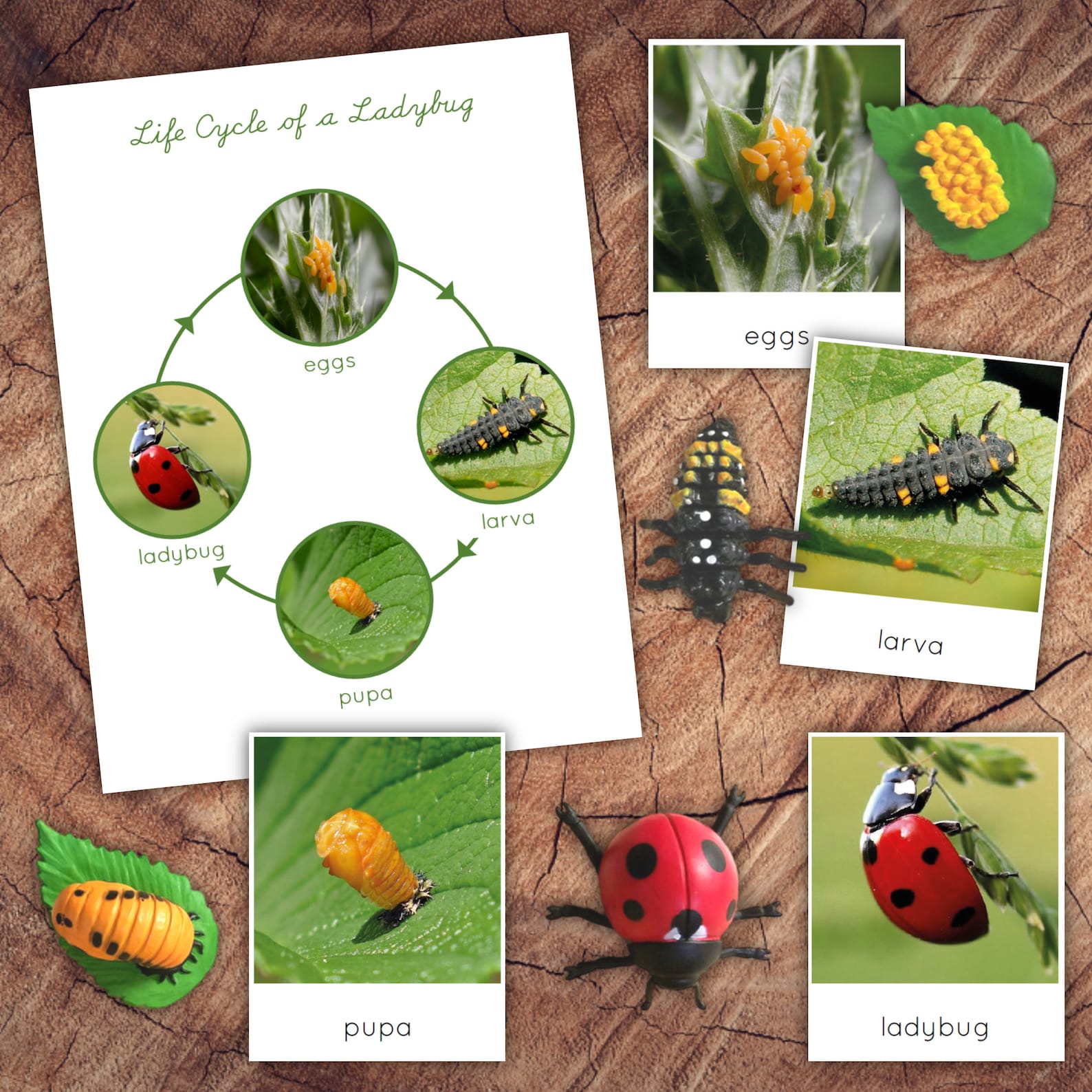 Life Cycle Ladybug DIGITAL 3 Part Cards - Etsy