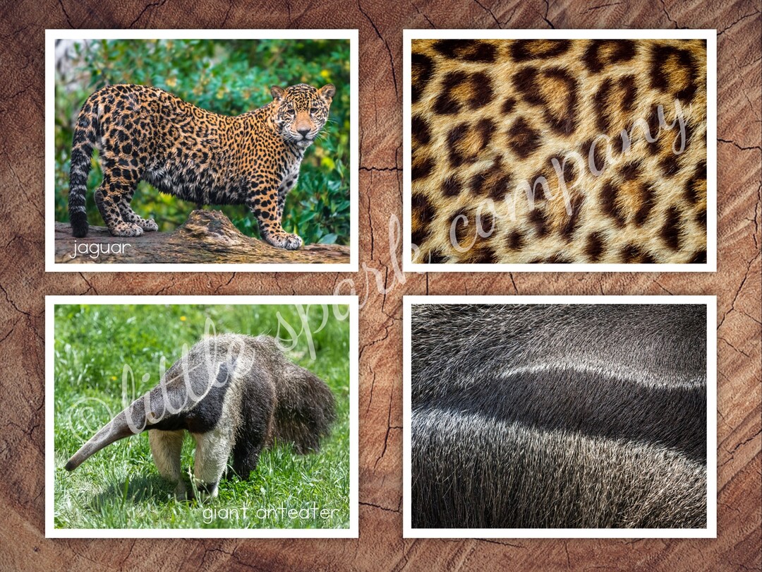 South American Animals Fur, Skin Pattern Matching, Toddler Preschool ...