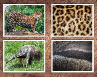 Oceania Animals Fur Skin Pattern Matching Toddler Preschool - Etsy