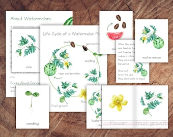 Life Cycle of a Watermelon Plant Foldable Kids' Craft A4 and 11x8.5 ...