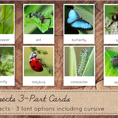 Insects 3-part Cards Montessori Nomenclature Cards - Etsy