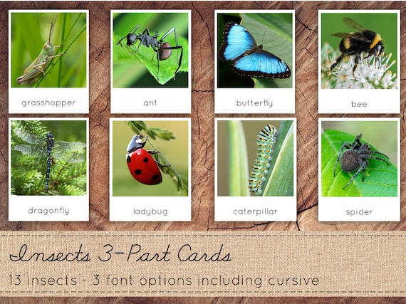 Insects 3-part Cards Montessori Nomenclature Cards - Etsy Australia