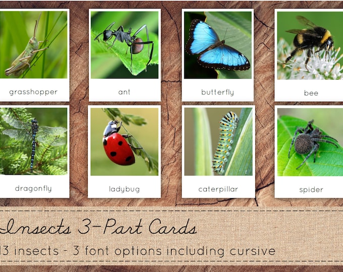 Insects 3-part Cards, Montessori Nomenclature Cards - Etsy