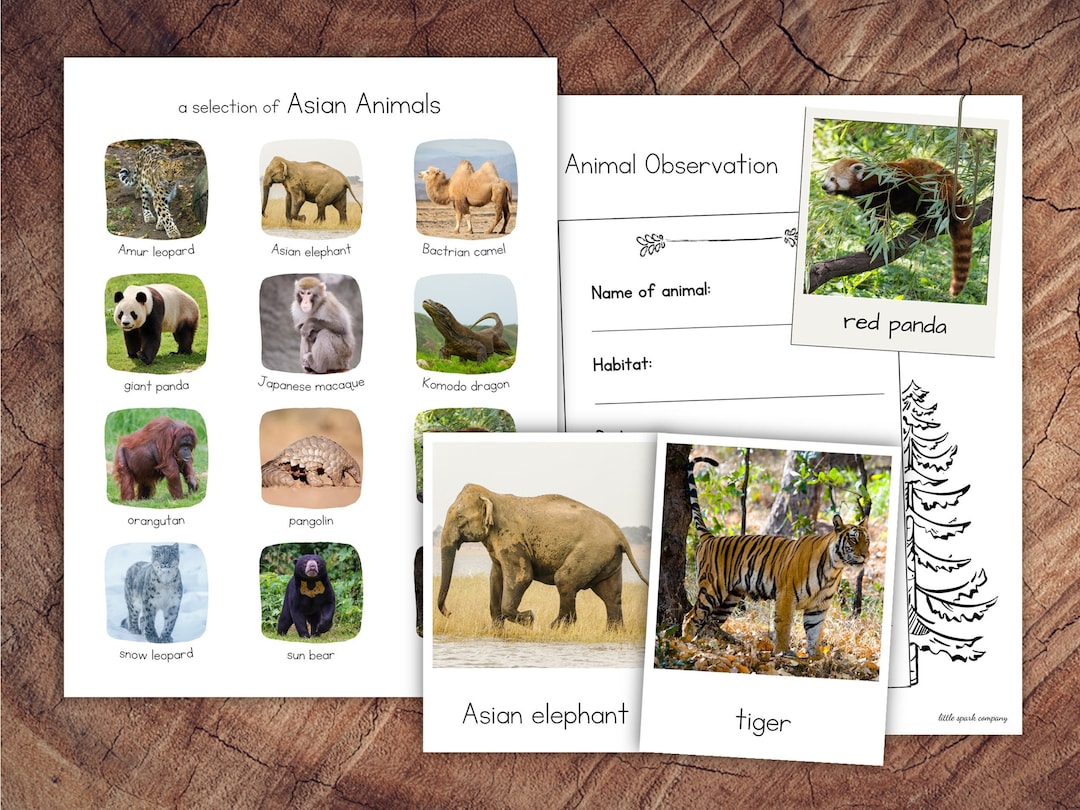 Asian Animals Pack With Extension - Etsy