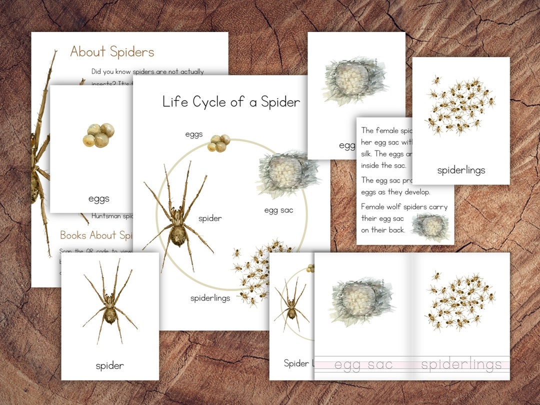Life Cycle of a Spider Pack - Etsy