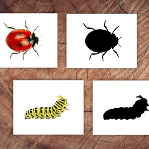 Insects Picture Matching Cards, Silhouette Matching, Toddler Preschool ...