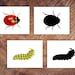 Insects Picture Matching Cards, Silhouette Matching, Toddler Preschool ...