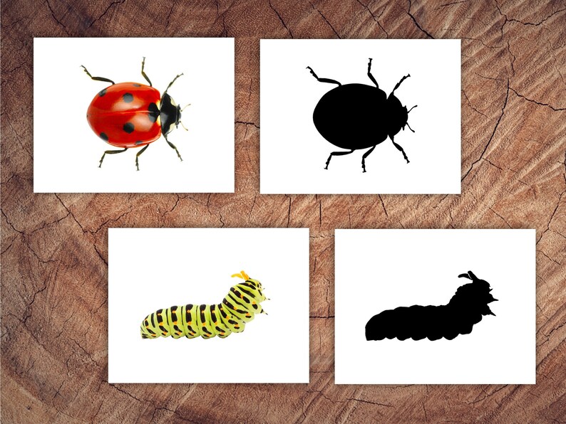 Insects Picture Matching Cards Silhouette Matching Toddler - Etsy