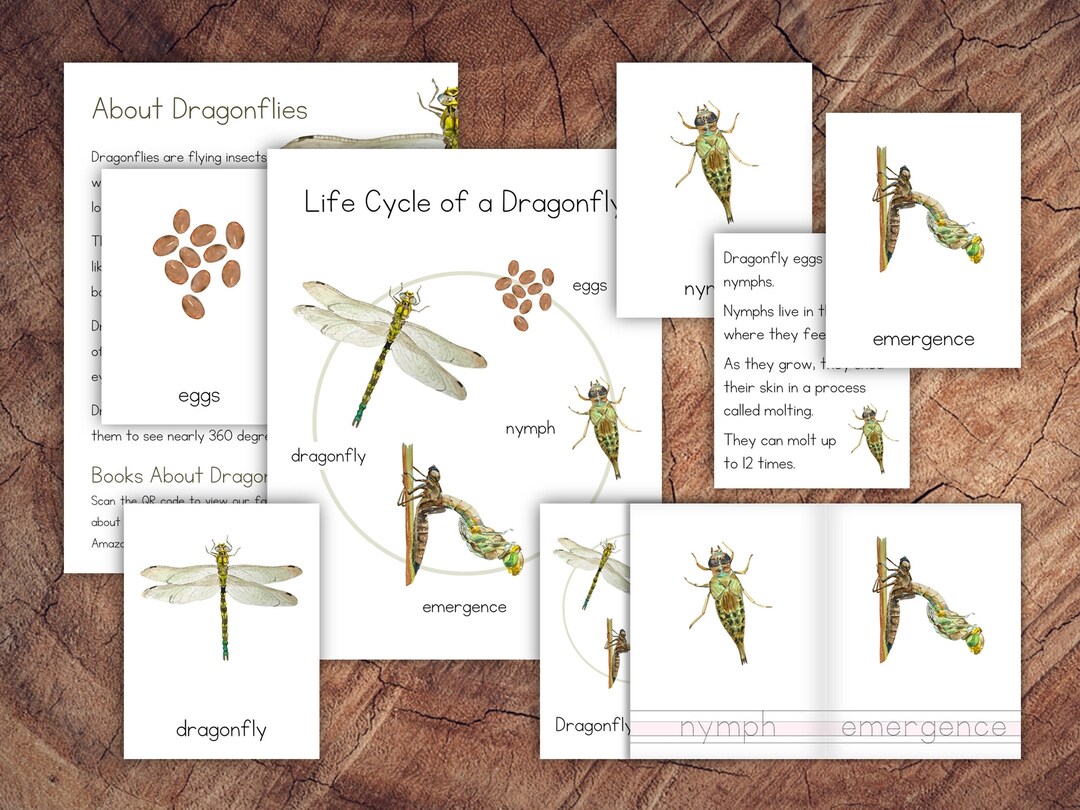 Life Cycle of a Dragonfly Pack - Etsy
