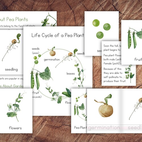 Life Cycle of a Pea Plant Pack - Etsy