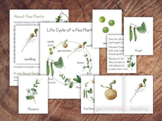 Life Cycle of a Pea Plant Pack - Etsy