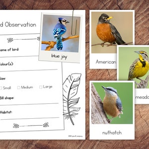 North American Backyard Birds Pack With Extension - Etsy