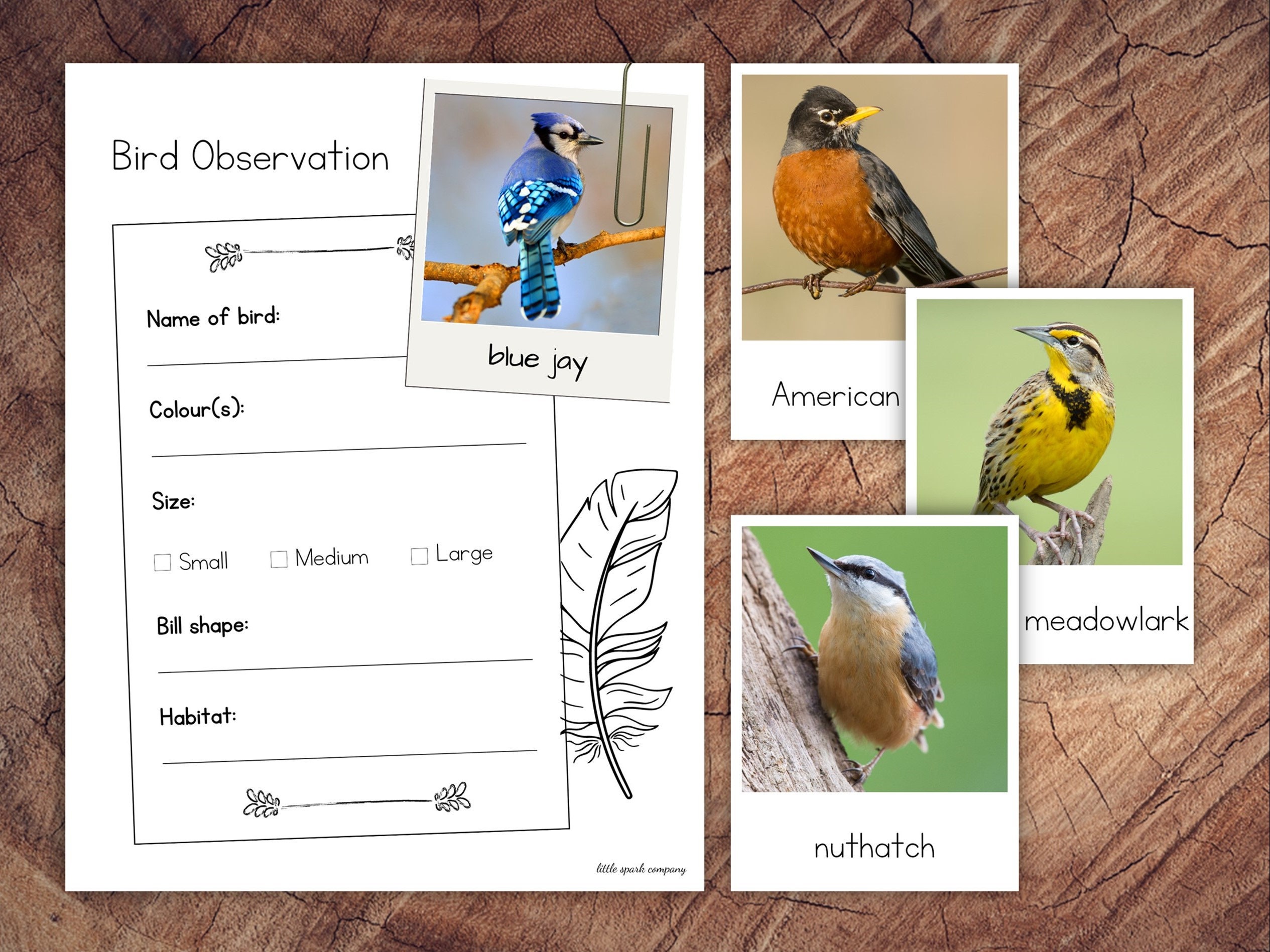 North American Backyard Birds Pack With Extension - Etsy