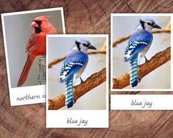 Backyard Bird Cards - Etsy