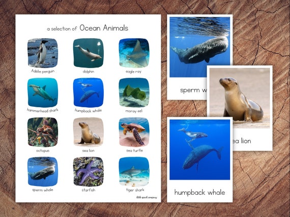 Ocean Animals Pictures With Names