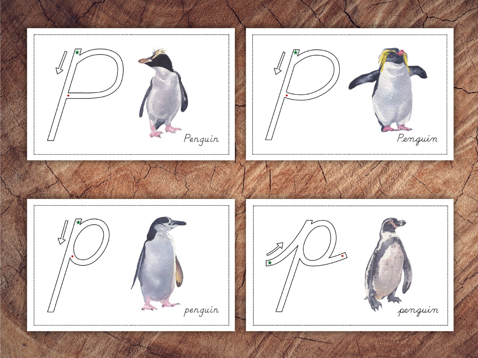 Playful Penguins Bundle Homeschool Printable - Etsy