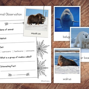 Arctic Animals Pack With Extension - Etsy